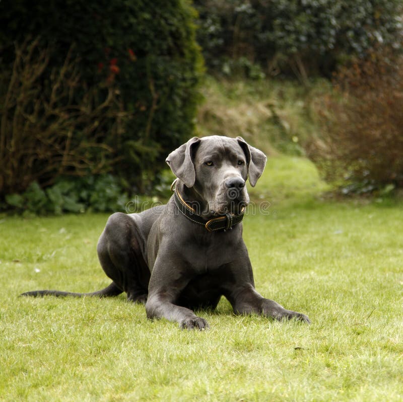 Chiots Dogue Allemand bleu image stock. Image du bleu - 21918581