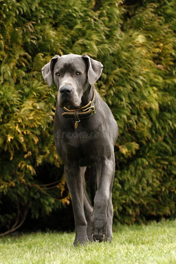 Chiot Bleu De Danois Grand. Photo stock - Image du tête, yeux: 21918556