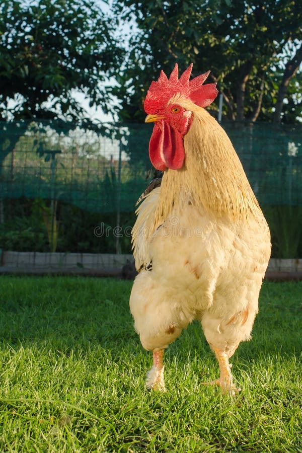 Domestic rooster stock image. Image of grass, bird, walking - 40559845