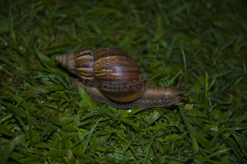 Escargot Lent Photos Stock - Téléchargez 18,325 Photos libres de droits