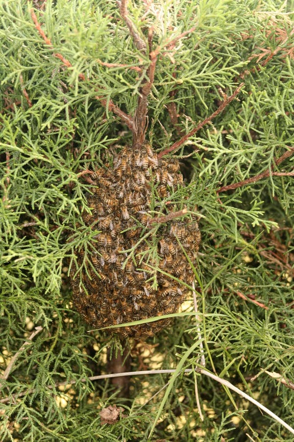 Grand Essaim D'abeilles Autour D'un Buisson Image stock - Image du lame ... Grand Essaim D'abeilles Autour D'un Buisson Image stock - Image du lame ...