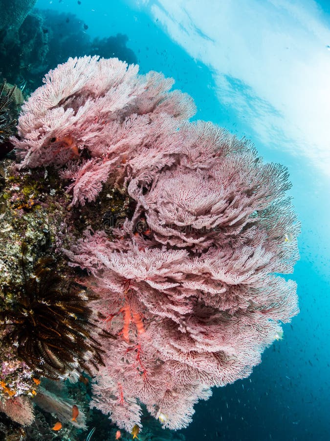 Grand Fan De Mer Rose, Raja Ampat Photo stock - Image du couleur ...