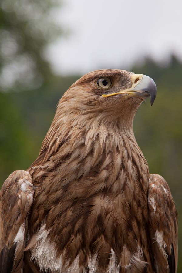 Grand faucon photo stock. Image du animal, faucon, énorme - 26313604