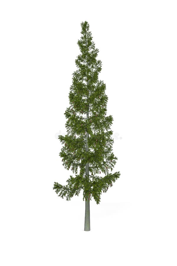 Grand Fir Isolated on White Background Stock Illustration ...