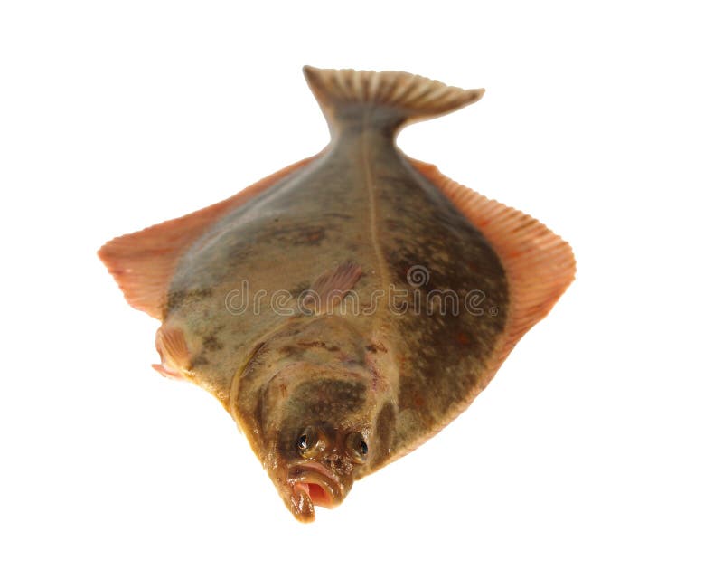 Flet De Poisson Cru, Poisson Plat Sur Le Bois Photo stock - Image du ...