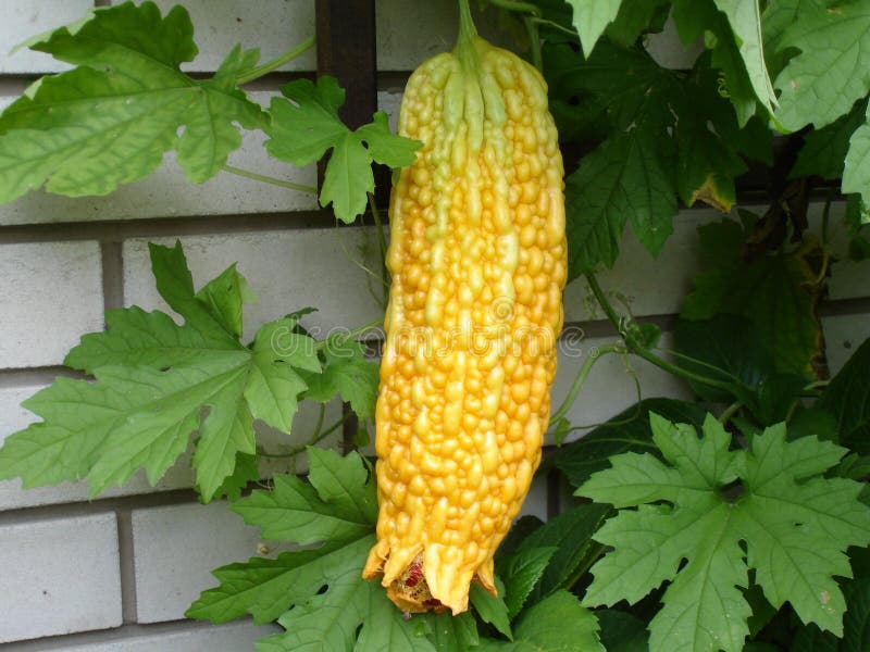 Grand Fruit Exotique Jaune Dans Le Jardin Photo stock - Image du ...