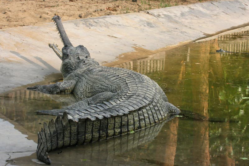 Gavial En Parc National De Chitwan Image stock - Image du national ...