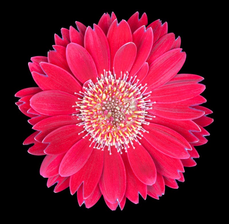 Fleur rouge de gerbera image stock. Image du tête, ressort - 22829531