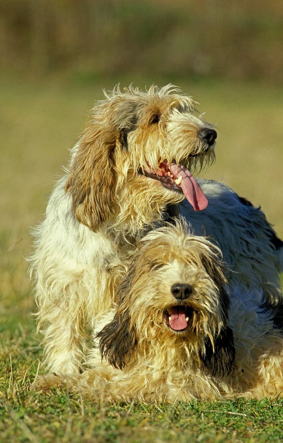 GRAND GRIFFON VENDEEN Great Griffon Vendeen Dog Stock Photo - Image of ...