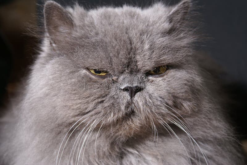 Gros chat persan et dodu image stock. Image du perse, bouche - 1900861