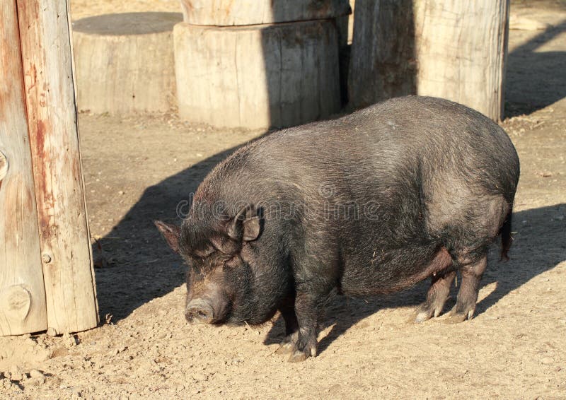 Grand gros porc photo stock. Image du gris, gros, grand - 22415630