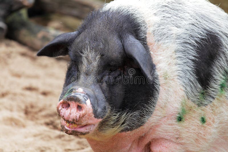 Grand gros porc photo stock. Image du asie, grand, vieux - 24107952