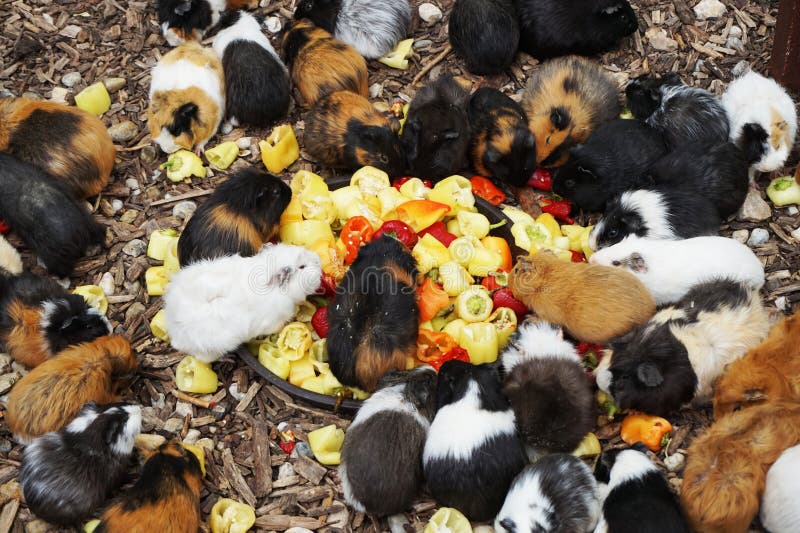 Un Groupe De Rassemblement De Cobayes à Forager Et Alimenter Photo ...
