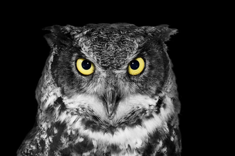 9,440 Photos de Hibou Noir Et Blanc - Photos de stock gratuites et ...