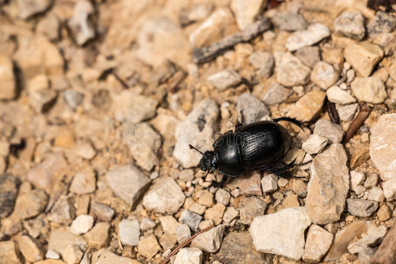 Un grand insecte noir photo stock. Image du flore, normal - 44738912