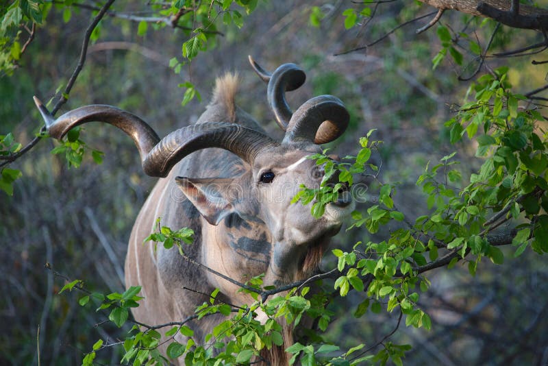 Grand Kudu Eating Tree Stock Photos - Free & Royalty-Free Stock Photos ...