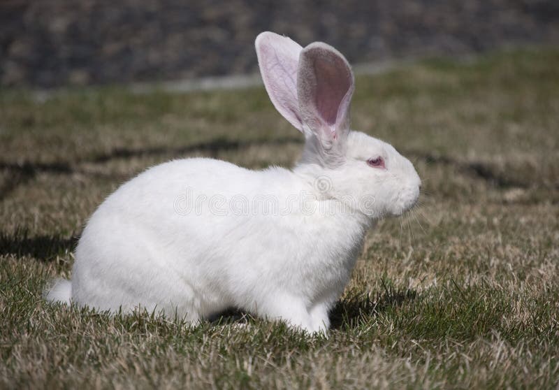 Grand Lapin Blanc image stock. Image of herbe, blanc - 14167795