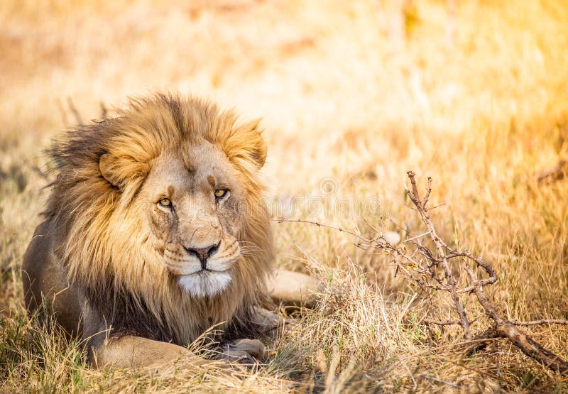 Grand Lion Dans La Savane Du Botswana Photo stock - Image du down ...