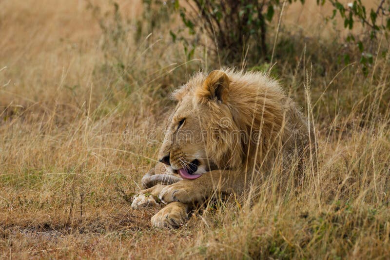 Grand Lion Dans La Savane Africaine Photo stock - Image du nature ...