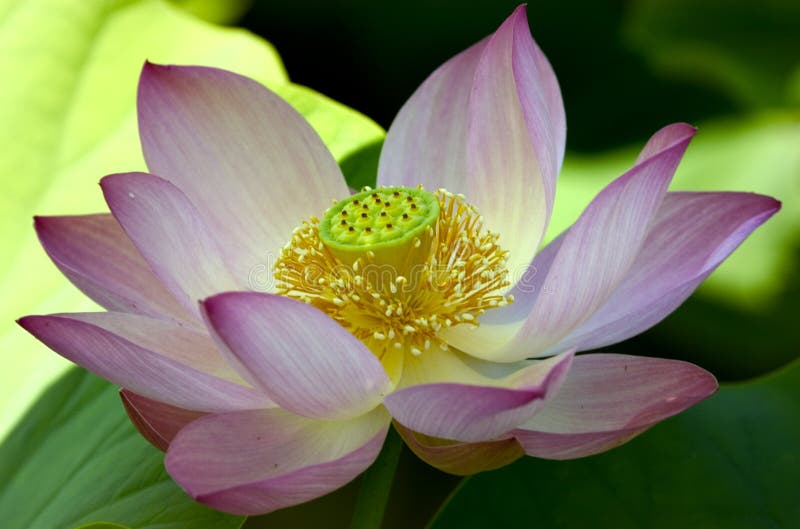 Grand lotus rose photo stock. Image du fond, conseil, aquatique - 174966