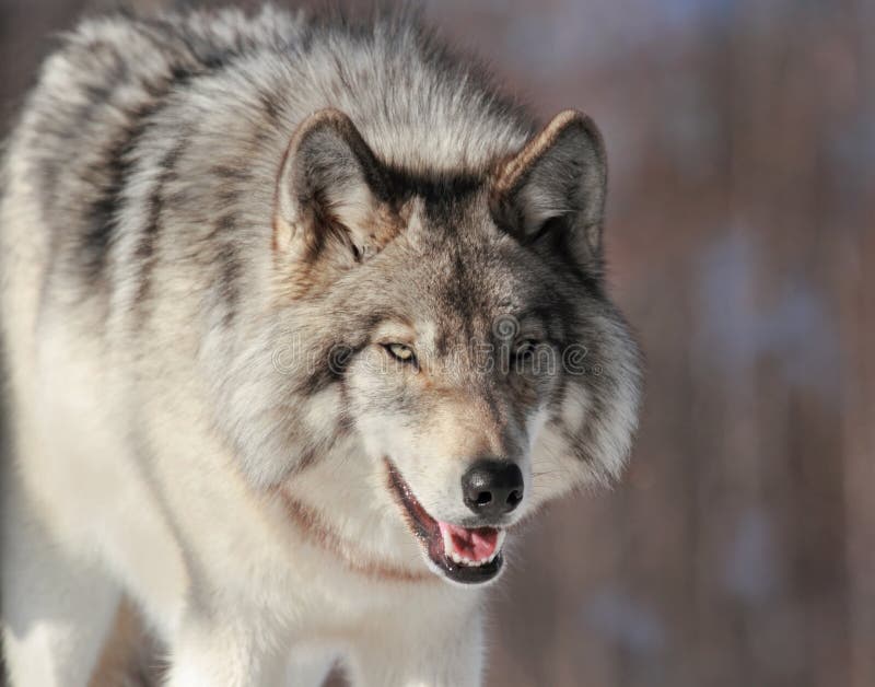 Visage de loup gris image stock. Image du loup, faune - 28045309