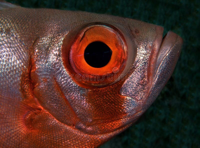 Grand Makro De Poissons D'oeil Photo stock - Image du coloré, noir ...