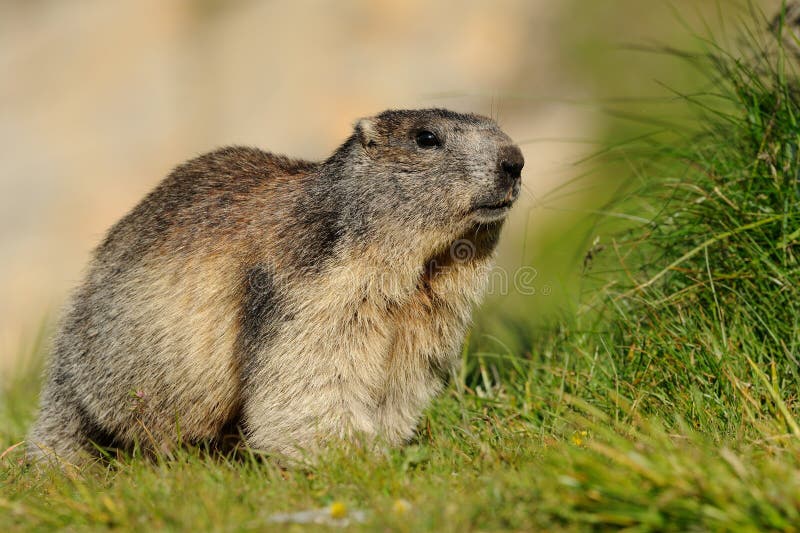 Marmotte alpine photo stock. Image du suisse, animal - 100974190