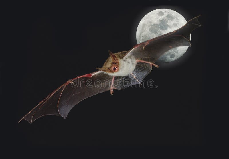 Myotis Bat in Flight at Night Stock Photo - Image of pond, flight: 98544928