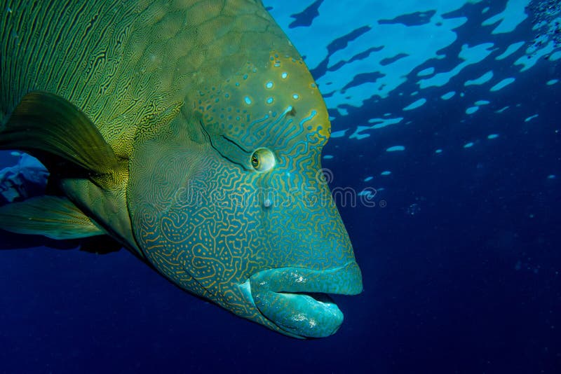 Napoleon Fish photo stock. Image du barrière, course - 36358384