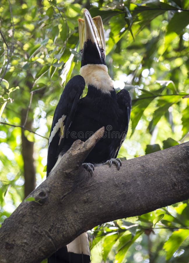 Grand oiseau de calao image stock. Image du endangered - 32592621