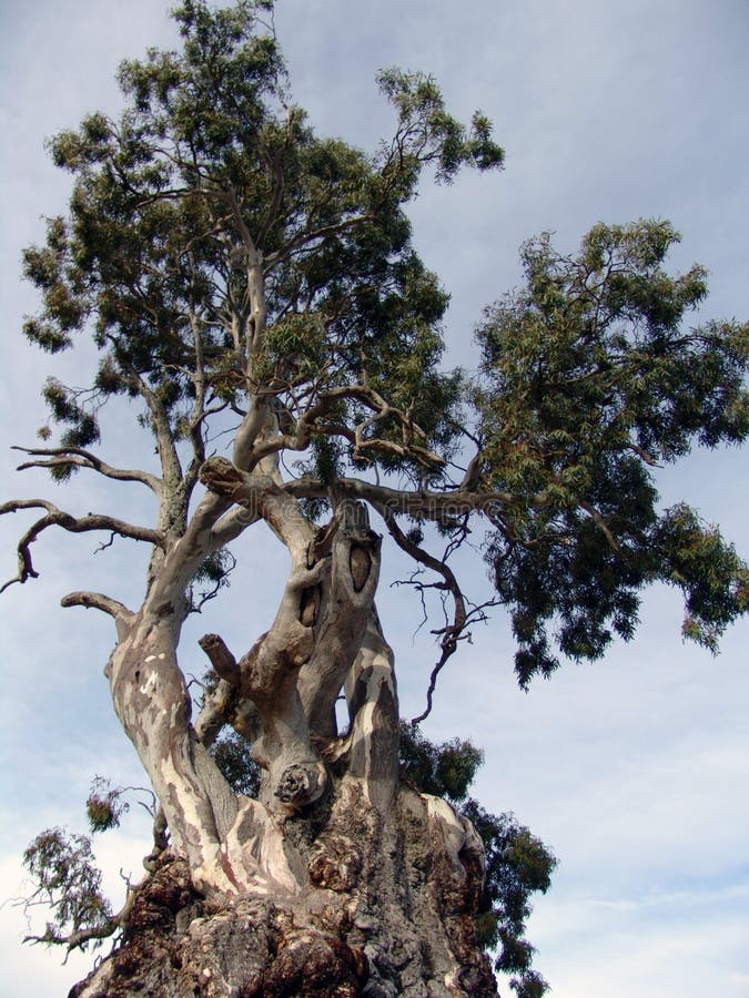Grand old tree stock photo. Image of shape, alive, daylight - 2002448