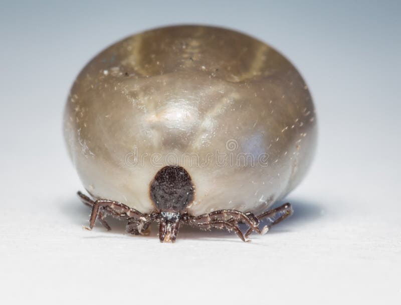 Grand parasite de coutil image stock. Image du moutons - 53469441