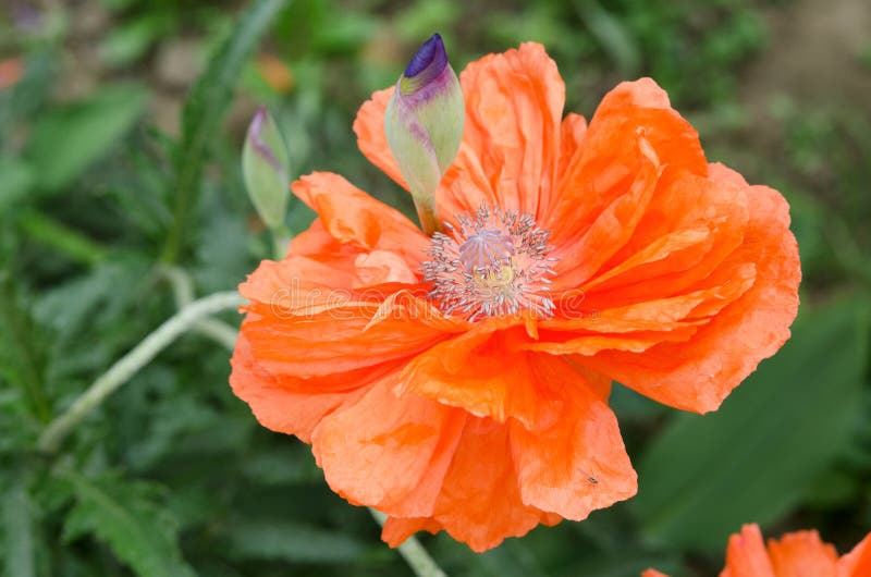 Grand pavot rouge photo stock. Image du nourriture, céréale - 23666442