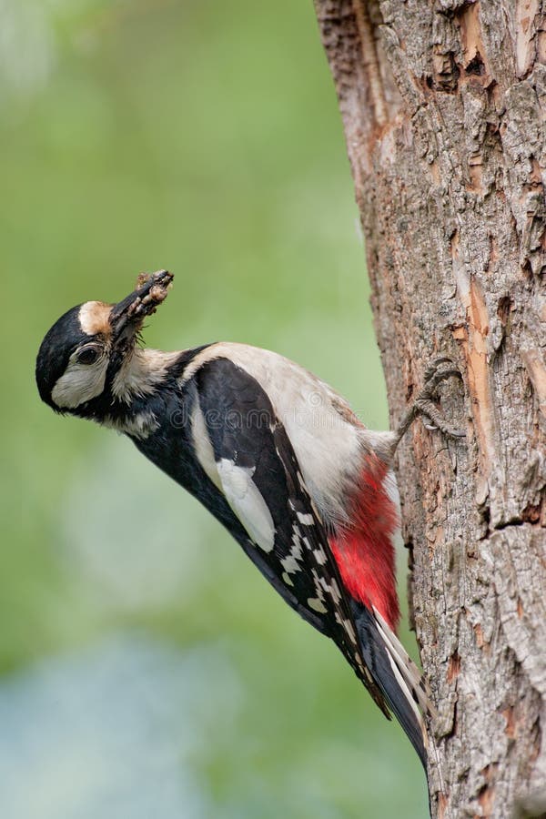 Pivert repéré grand photo stock. Image du arbre, birdwatching - 11300942