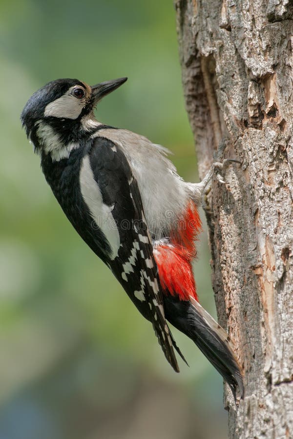 Grand pivert repéré photo stock. Image du nature, blanc - 31527342