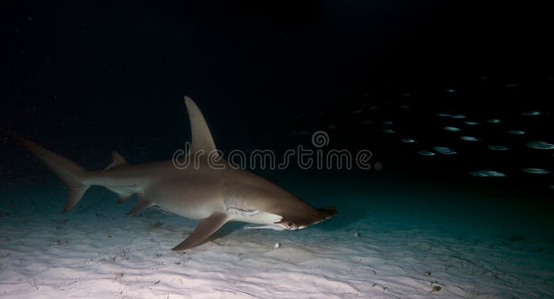Requin De Poisson-marteau Dans La Vue Verticale Photo stock - Image du ...