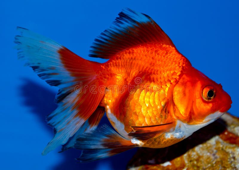 Petit Poisson Rouge Orange Et Blanc De Ryukin Photo stock - Image du ...