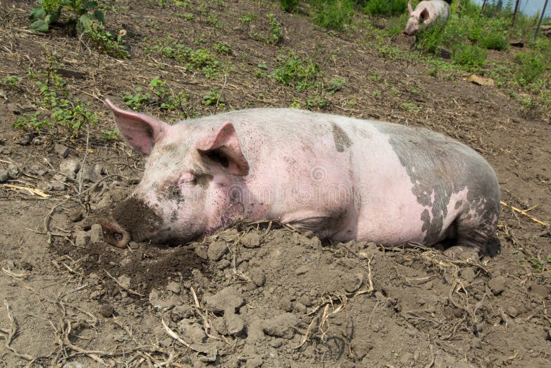 Grand porc à la ferme photo stock. Image du rose, personne - 33405172