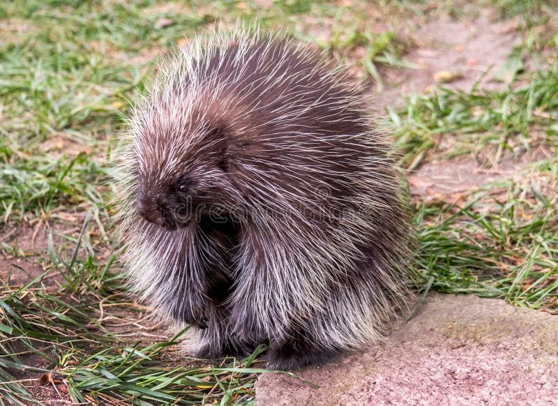 Grand Porc-épic Dans L'herbe Image stock - Image of grand, herbe: 128446879