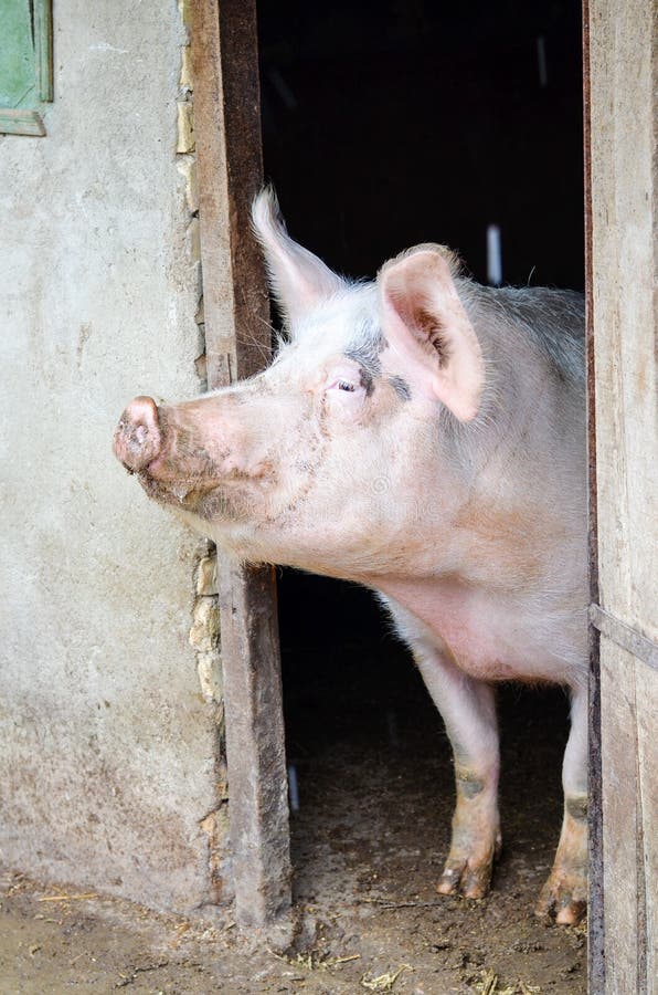 Grand porc rose image stock. Image du grand, rose, porc - 3454391