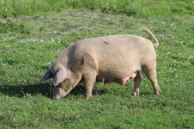 Porc de Pietrain photo stock. Image du libre, visage - 34361986