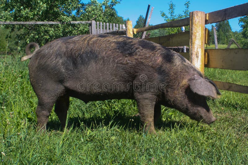 Grand porc sale image stock. Image du porcelet, nature - 117906331
