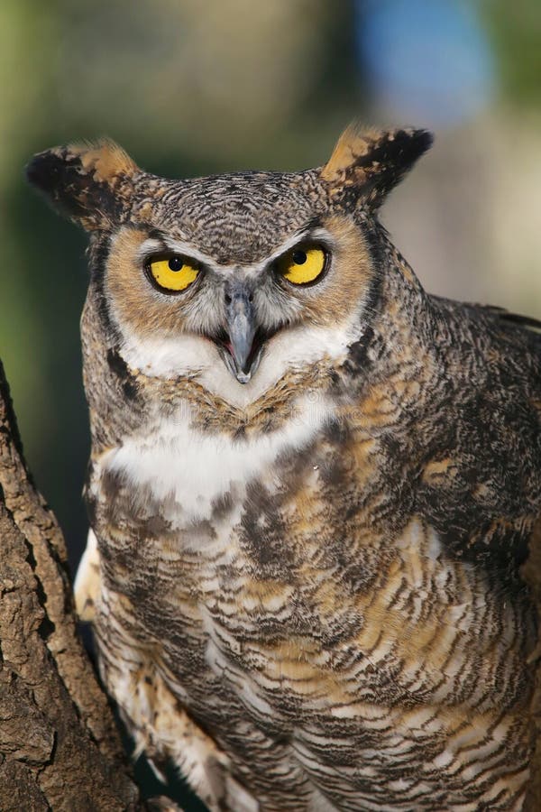 Profil De Hibou Photos Stock - Téléchargez 934 Photos libres de droits