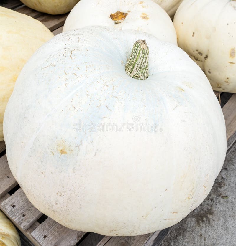 Courge blanche de potiron image stock. Image du moisson - 7278055