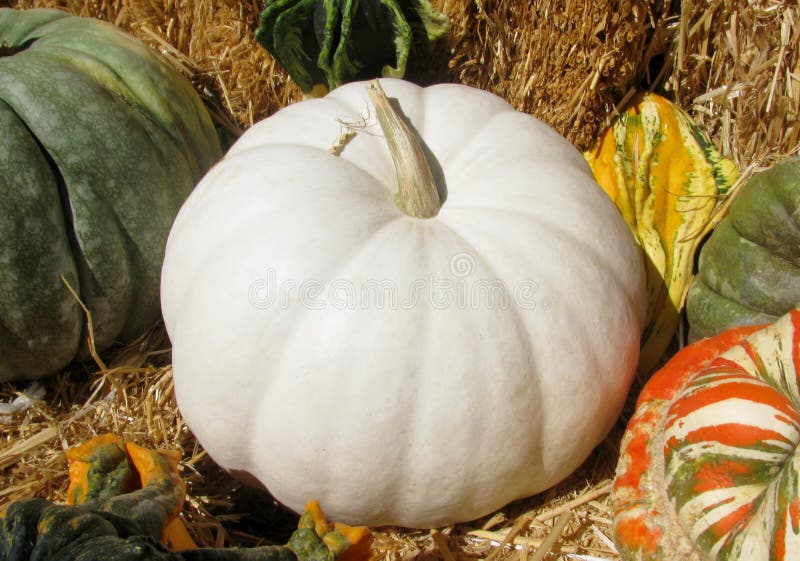 Grand potiron blanc image stock. Image du agriculture - 78817531