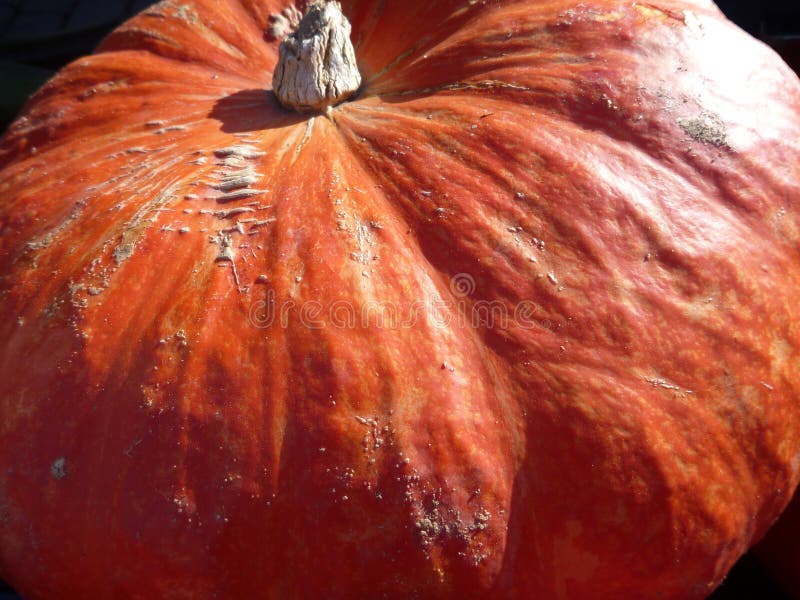 Grand Potiron Orange Pour Halloween Photo stock - Image du décoratif ...