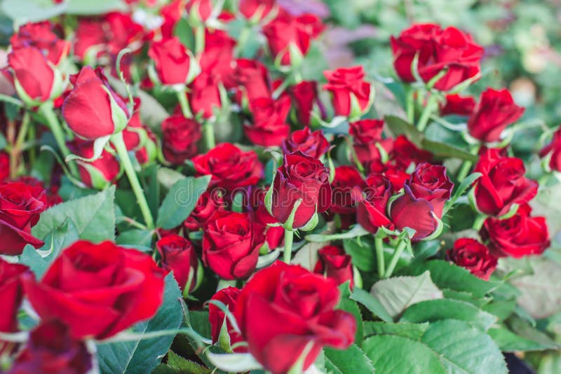Grand Prix Dark Red Rose Bush Stock Photo - Image of droplet, flower ...