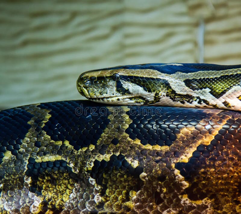 Grande Peau De Serpent De Reptile De Boa De Serpent De Python Image ...