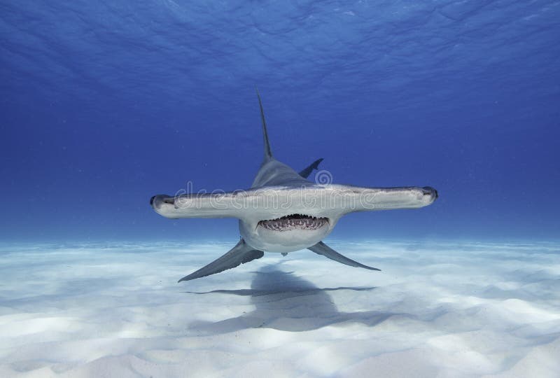 Vue Sous-marine D'un Grand Requin De Poisson-marteau Chez Bimini En ...