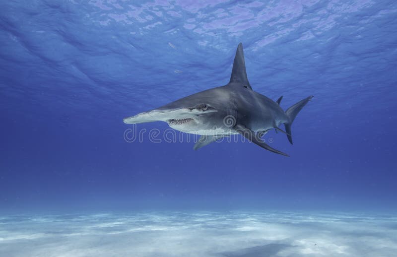 Grand Requin De Poisson-marteau Image stock - Image du grand, along ...